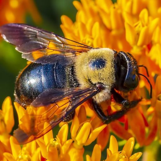 5 Common Yellow-Striped Insects | Domain Pest Control